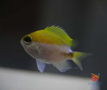 Unique Fins - Quarantined Rare Marine Aquarium Fish Store