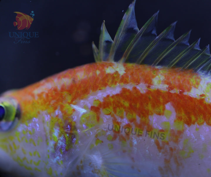 Unique Fins - Quarantined Rare Marine Aquarium Fish Store