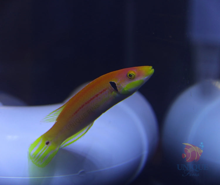 Unique Fins in the News