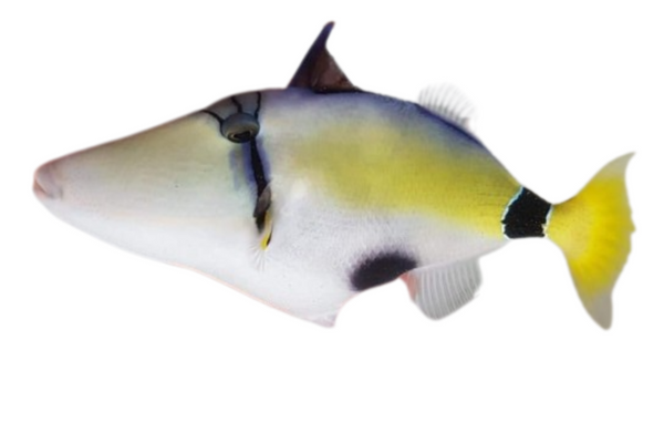 Triggerfish for Sale – Unique Fins