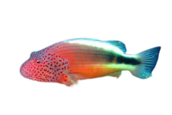 Hawkfish for Sale – Unique Fins