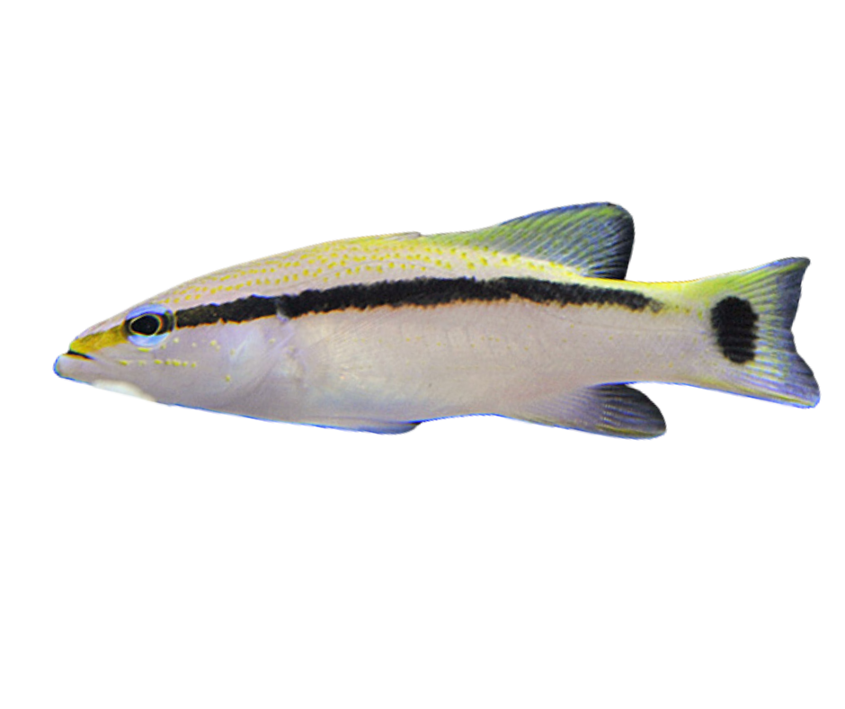 Basslets for Sale – Unique Fins