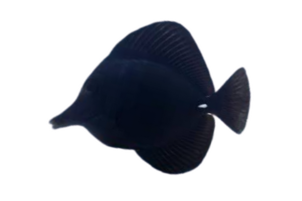 Tangs for Sale - Exotic Shoal – Unique Fins