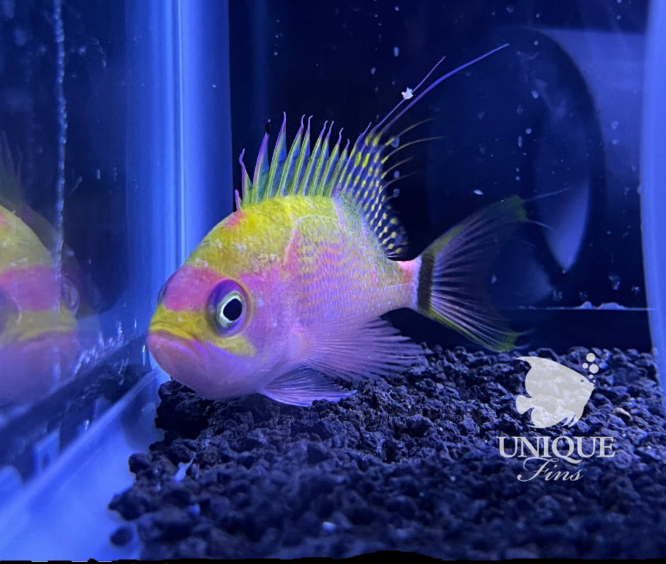Unique Fins - Quarantined Rare Marine Aquarium Fish Store