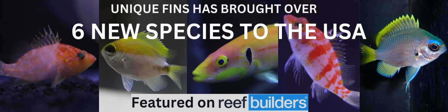 Unique Fins - Quarantined Rare Marine Aquarium Fish Store