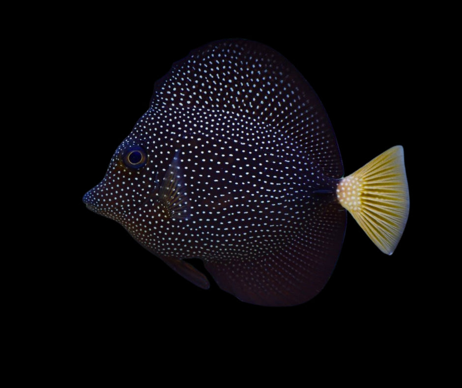 Marine Fish for Sale – Unique Fins