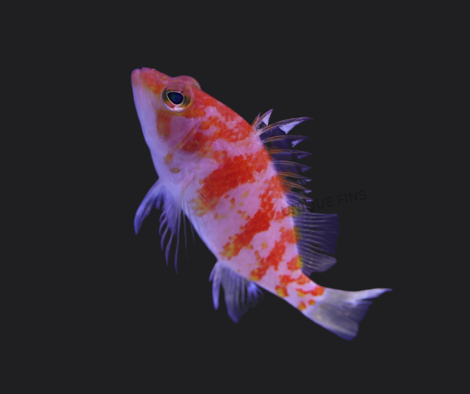 Unique Fins - High End Marine Fish Retailer
