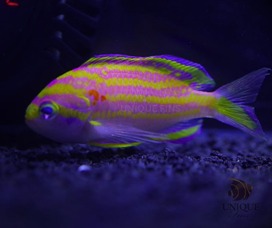 Unique Fins - Quarantined Rare Marine Aquarium Fish Store