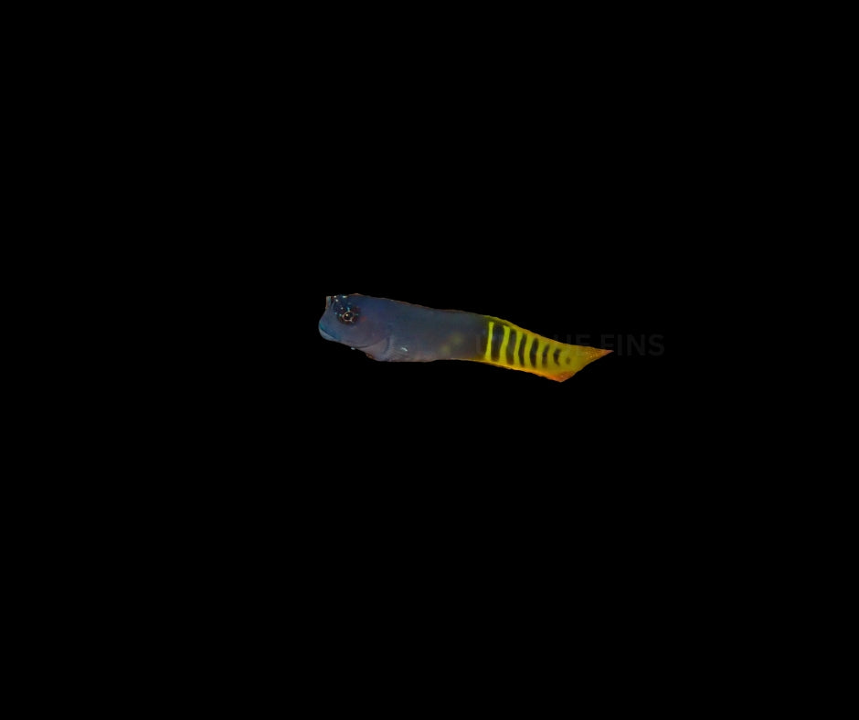 Oddball Fish for Sale – Unique Fins