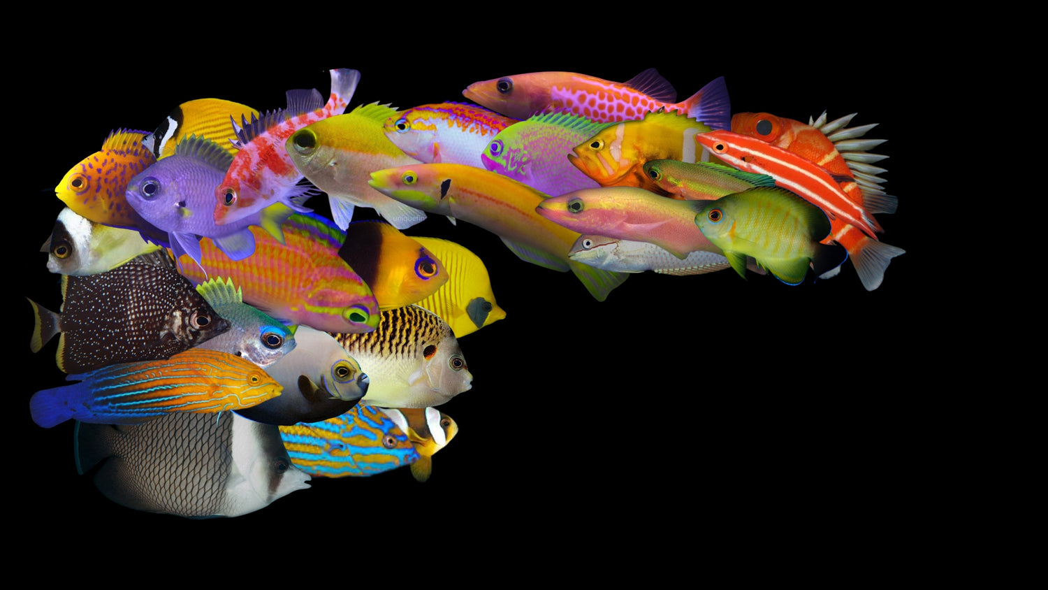 Unique Fins - Quarantined Rare Marine Aquarium Fish Store